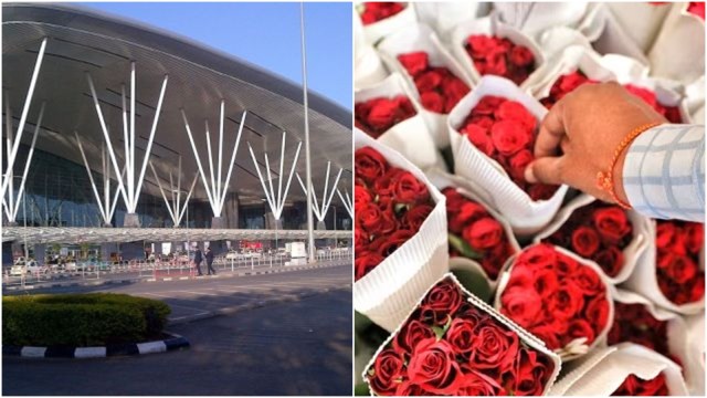 Love takes flight: Bengaluru airport ships over 29 million rose stems ...