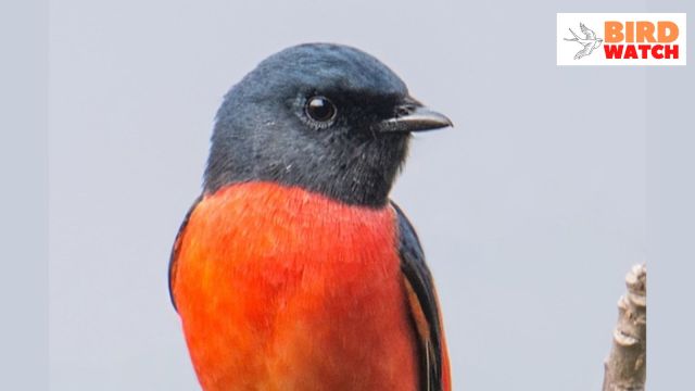 Birdwatch: Long-tailed minivet, a common winter visitor of Chandigarh ...