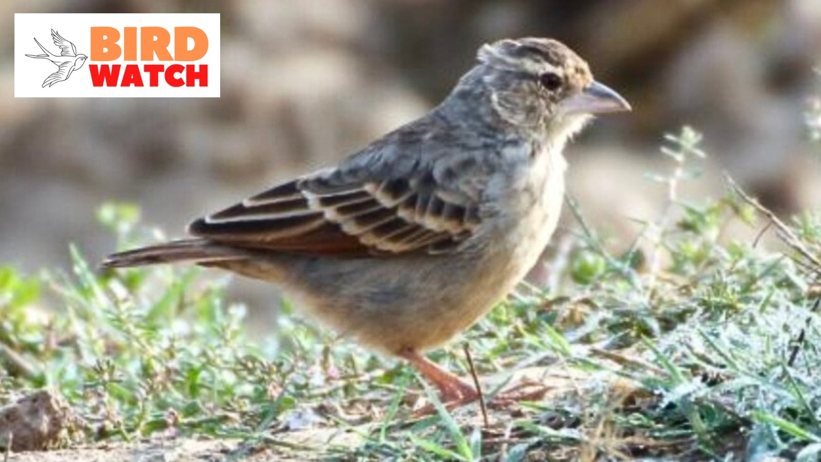 Short-tailed Bengal Bush Lark, a common visitor of Chandigarh farmlands ...