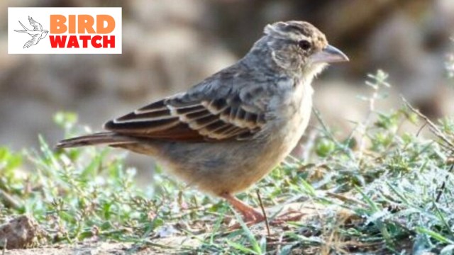 Short-tailed Bengal Bush Lark, a common visitor of Chandigarh farmlands ...