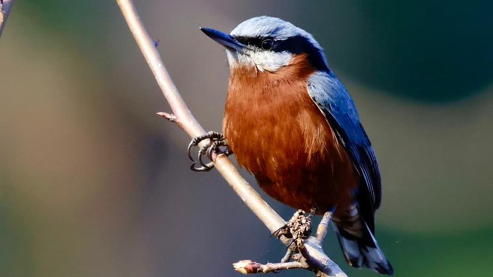 2024 Chandigarh Bird Race: 245 bird species spotted; worry over decline ...