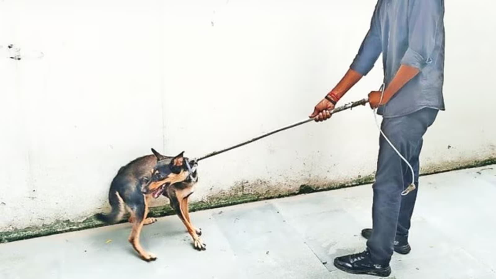 Dog catcher attached to SMC bitten by stray | Ahmedabad News - The ...