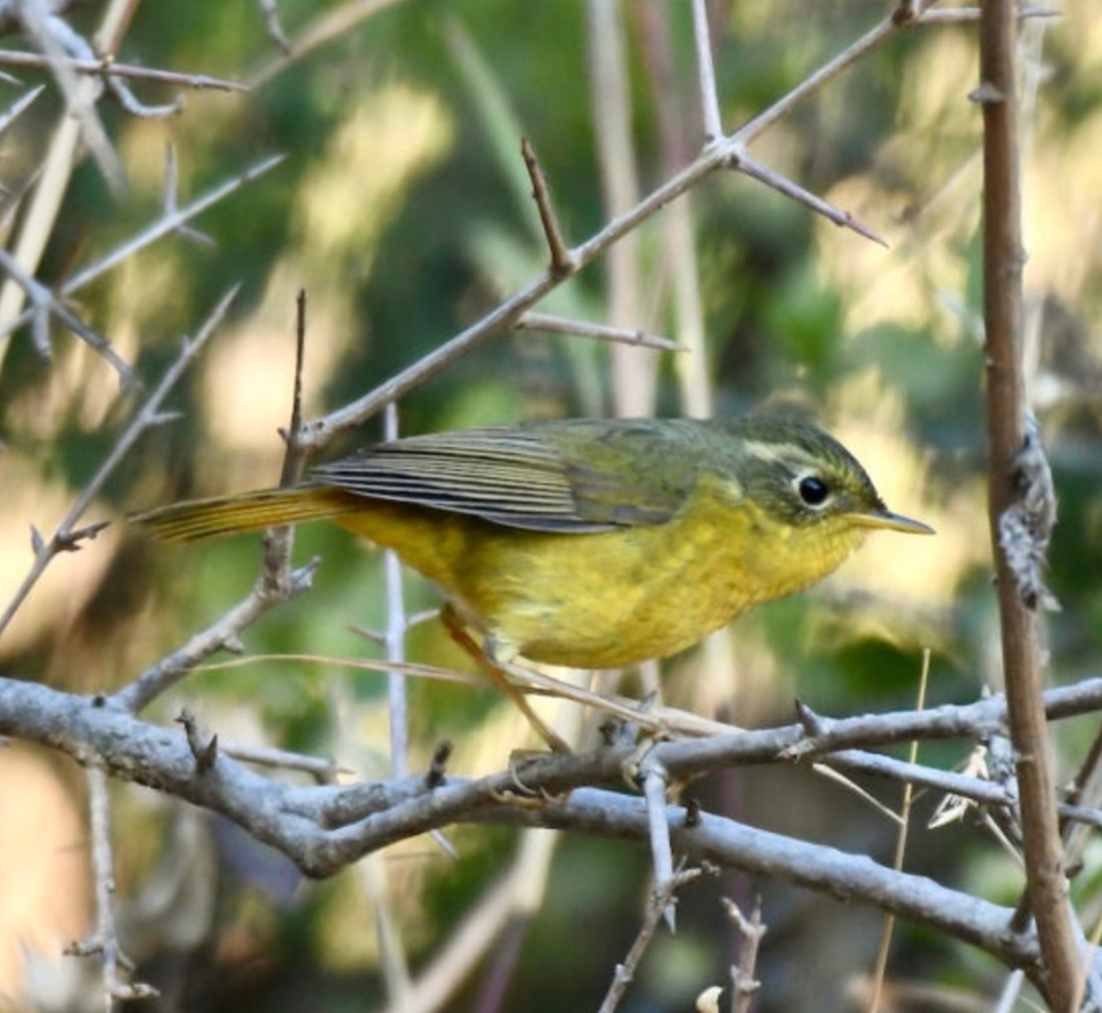 2024 Chandigarh Bird Race: 245 bird species spotted; worry over decline ...