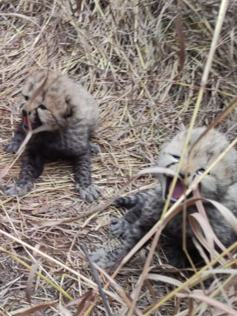 As Kuno celebrates its new cubs, questions on raising them loom large