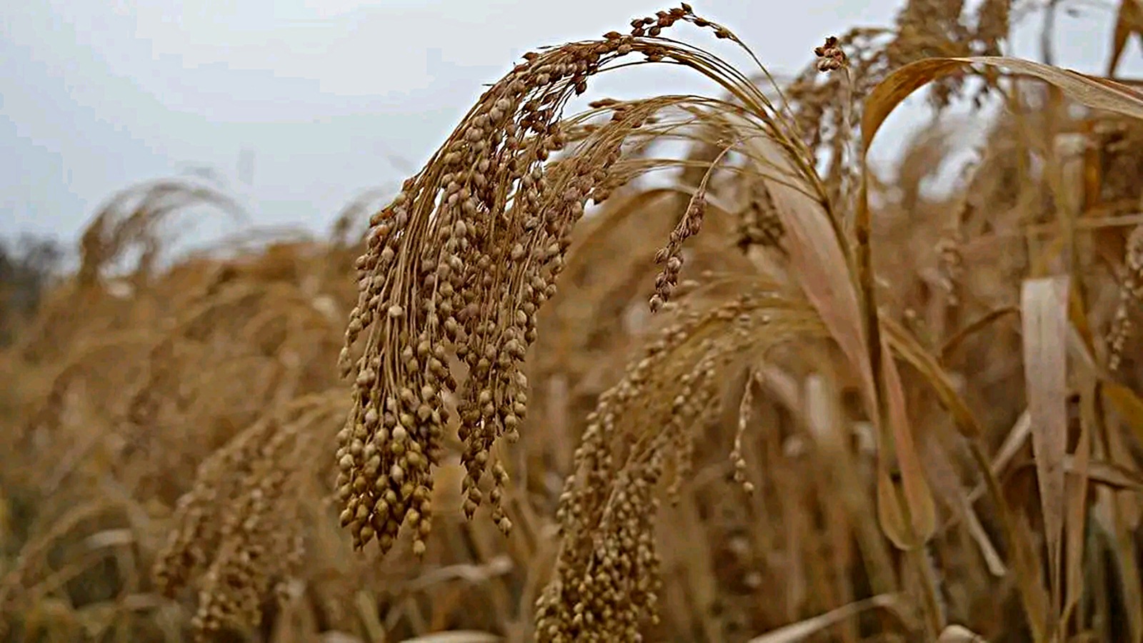 Theft of millet crops in Solapur compels farmers to seek police ...