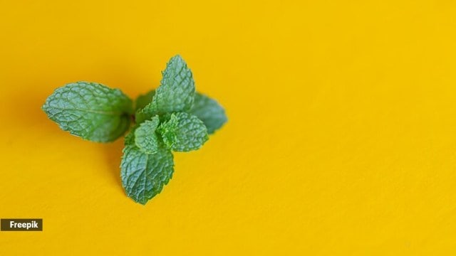 What happens to your body if you eat mint leaves or pudina every day ...