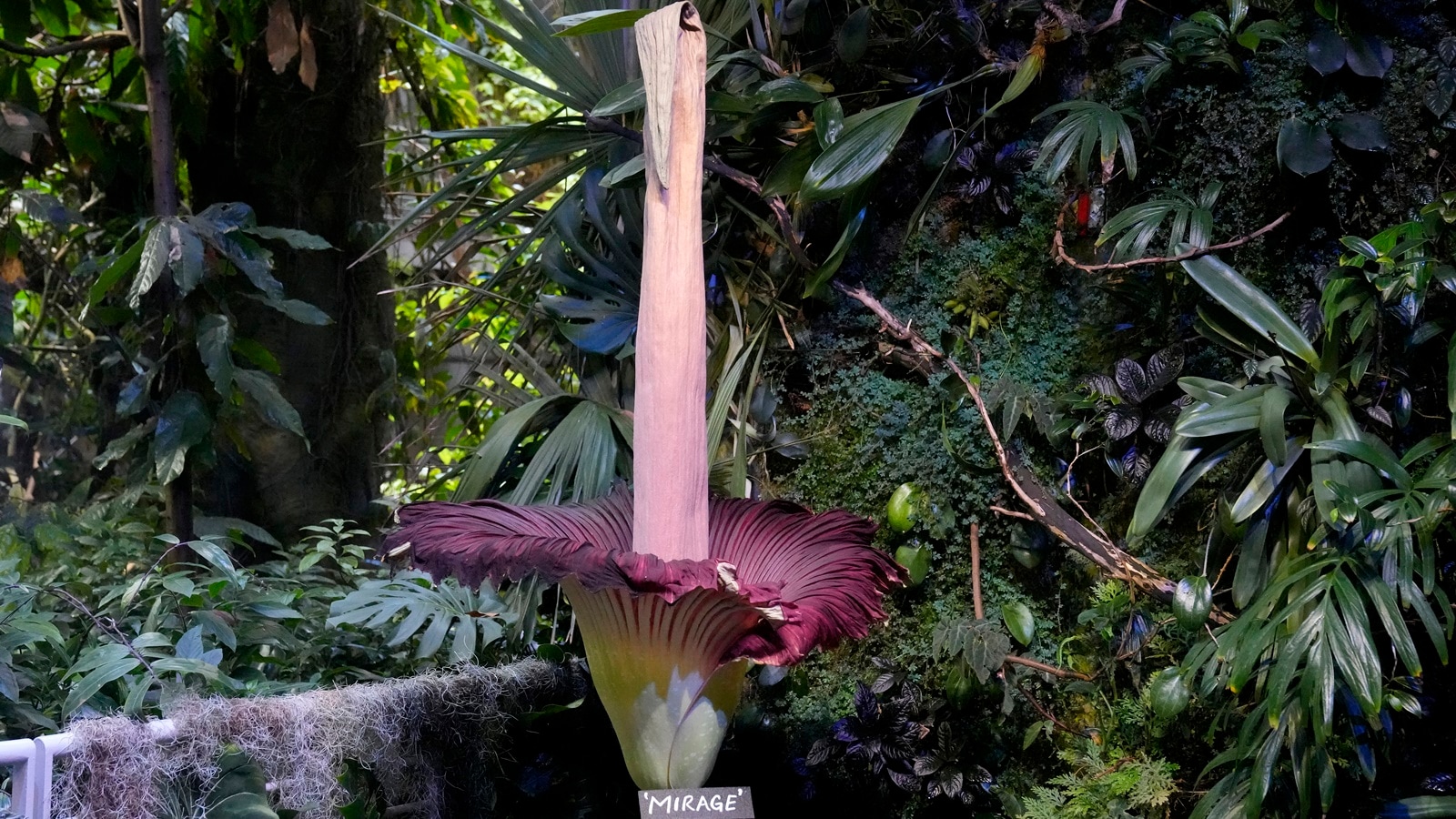 Visitors line up to see and smell a corpse flower’s stinking bloom in ...