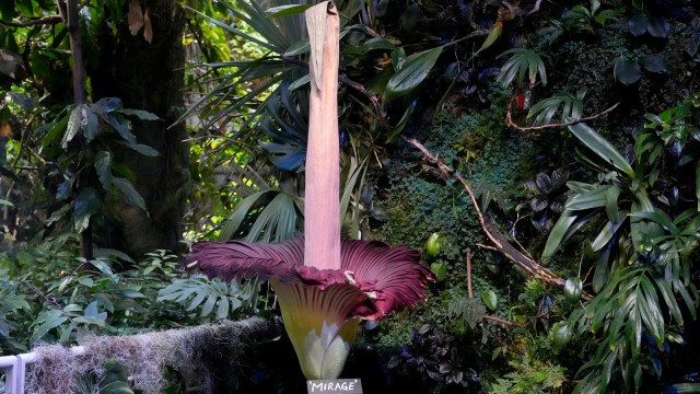 Visitors line up to see and smell a corpse flower’s stinking bloom in ...