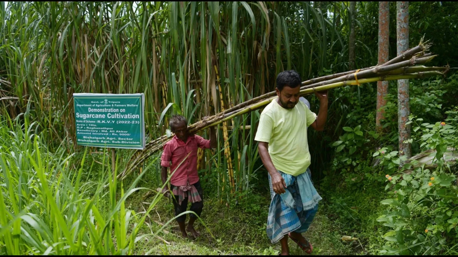 Cane price hike shows govt committed to fulfilling its pledge for ...