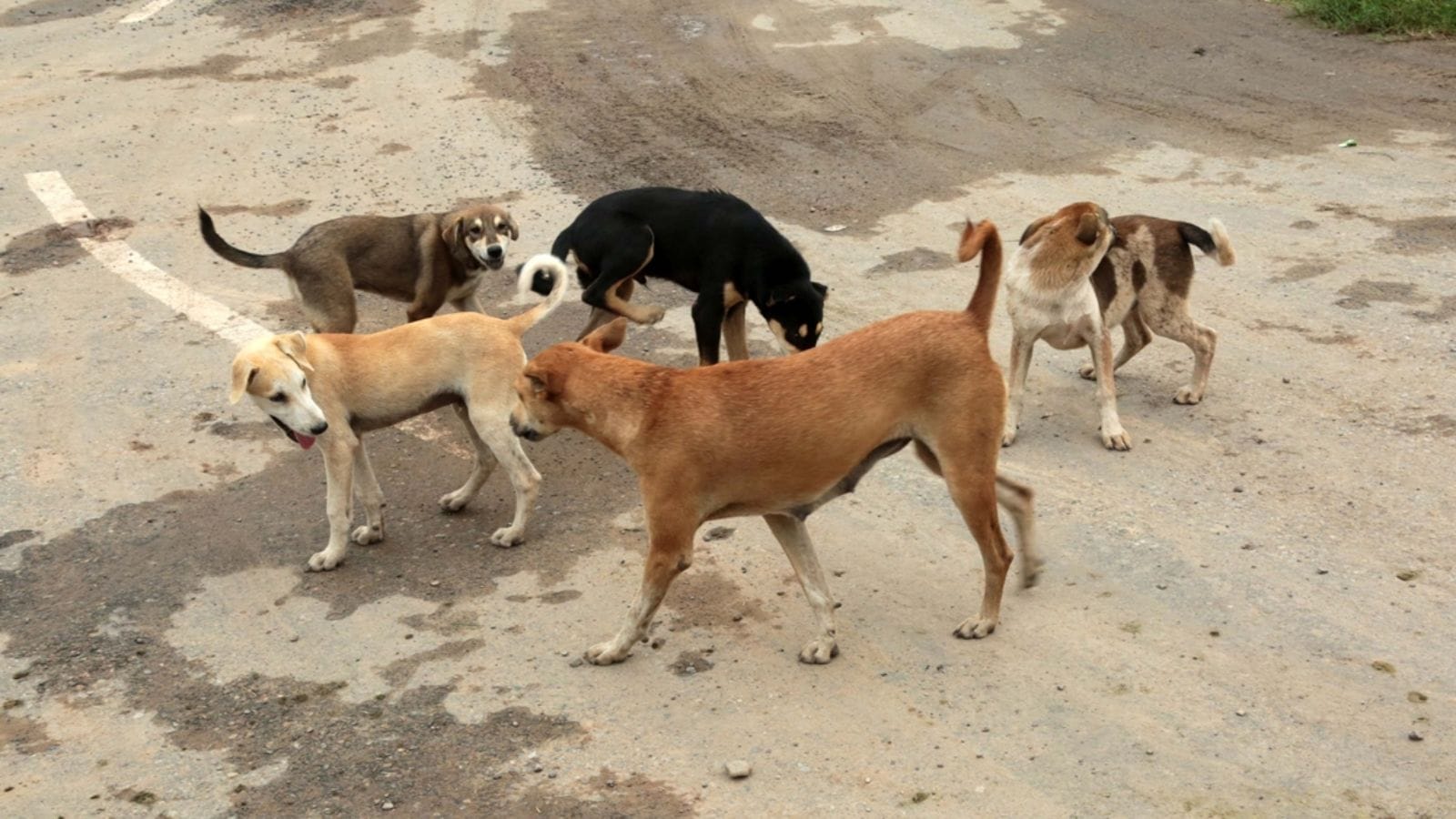 FIR filed after 3 stray dogs ‘poisoned to death’: Mumbai Police ...