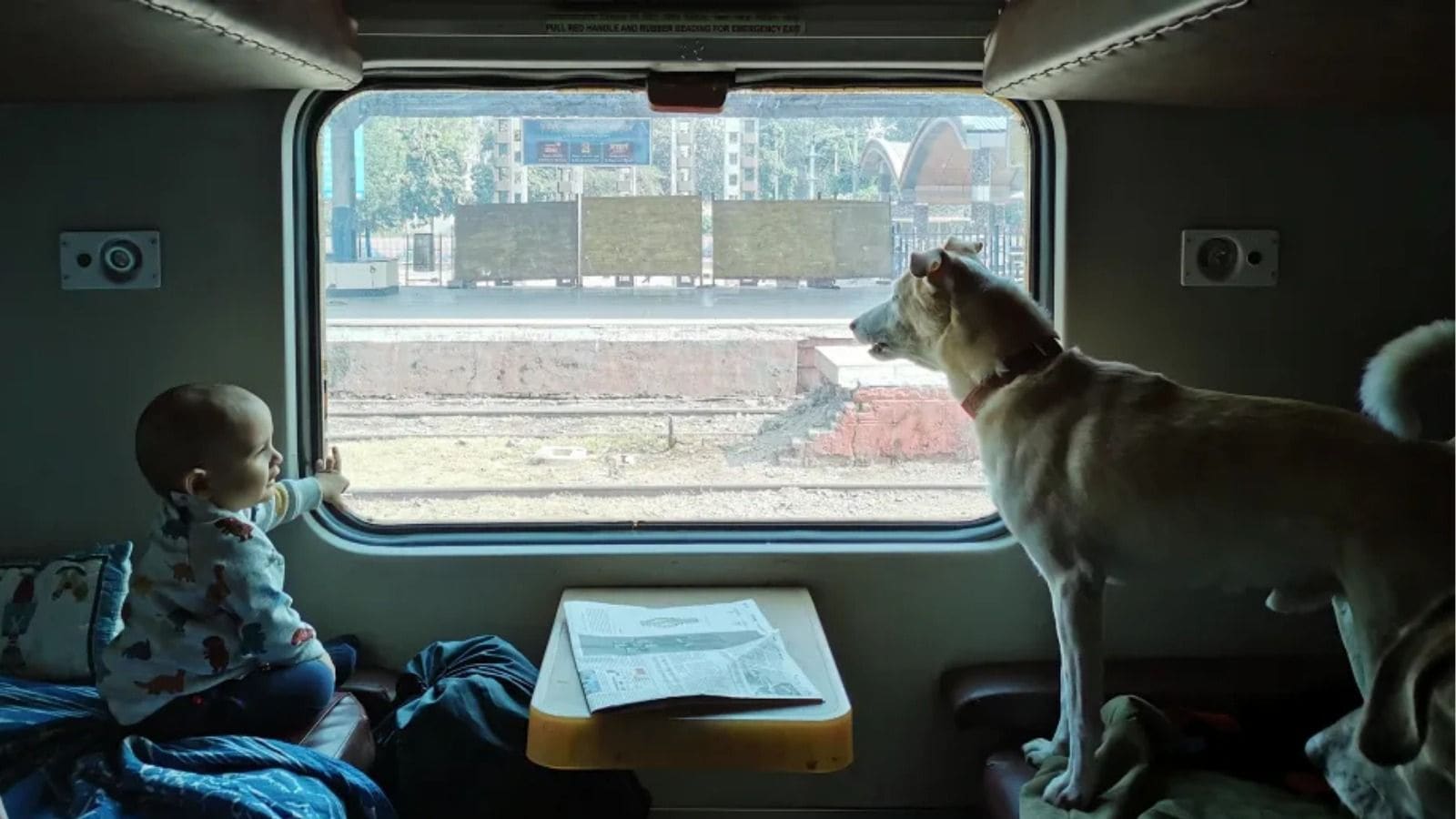 Travel tails: How over 7000 cats and dogs took the train from Pune last one year | Pune News ...