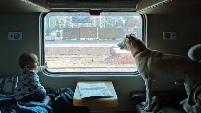 Travel tails: How over 7000 cats and dogs took the train from Pune last ...