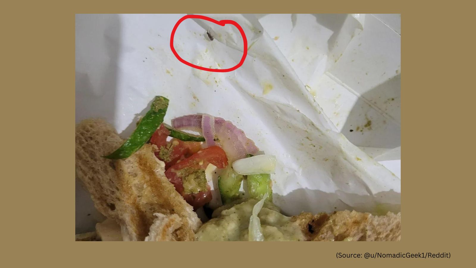 Zomato customer finds cockroach in sandwich ordered from cloud kitchen ...