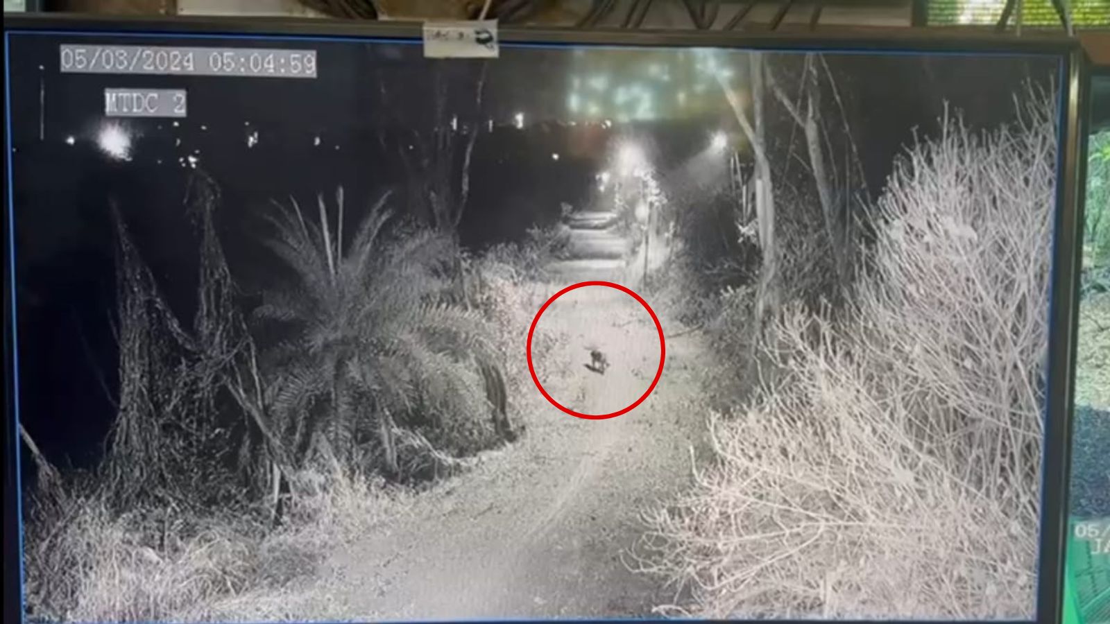 Watch: Leopard who escaped from enclosure at Pune zoo spotted on CCTV ...