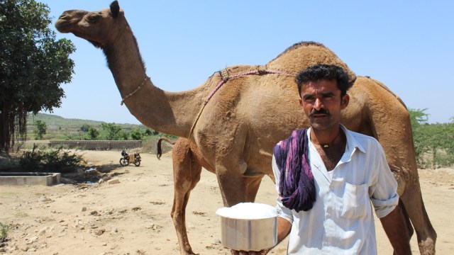 Camels, donkeys, horses important in rural India: Rupala; Maldharis ...