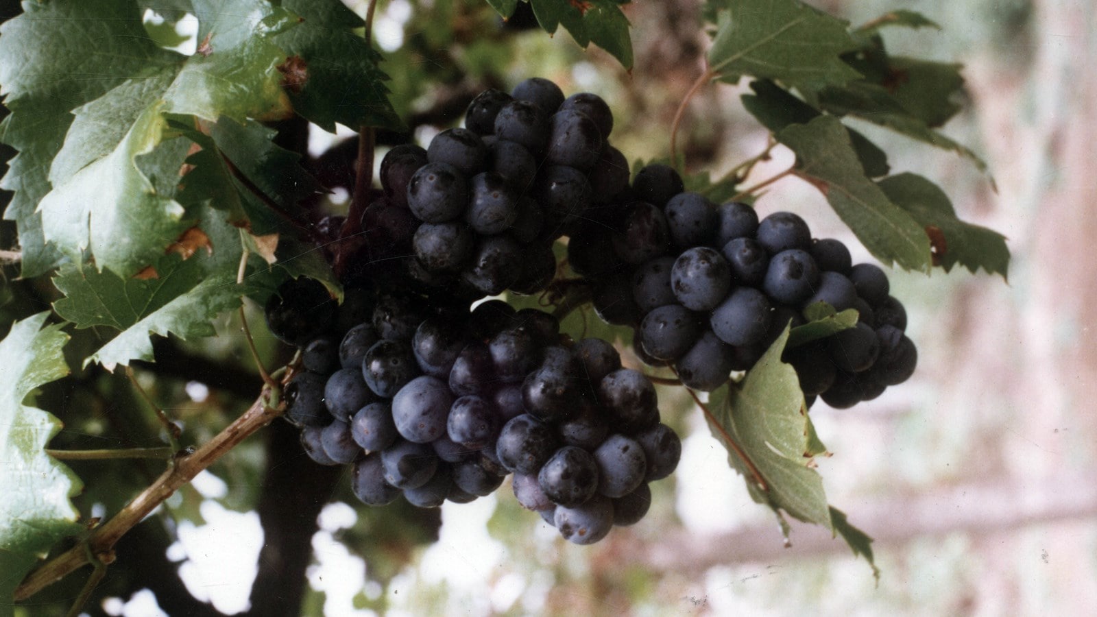 Indian grapes a hit in European markets, pushes exports up | Pune News ...