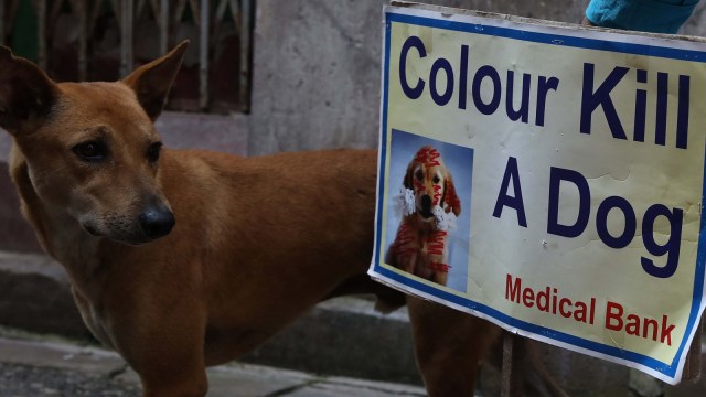 How to make your Holi celebrations animal-friendly: 8 things to keep in ...