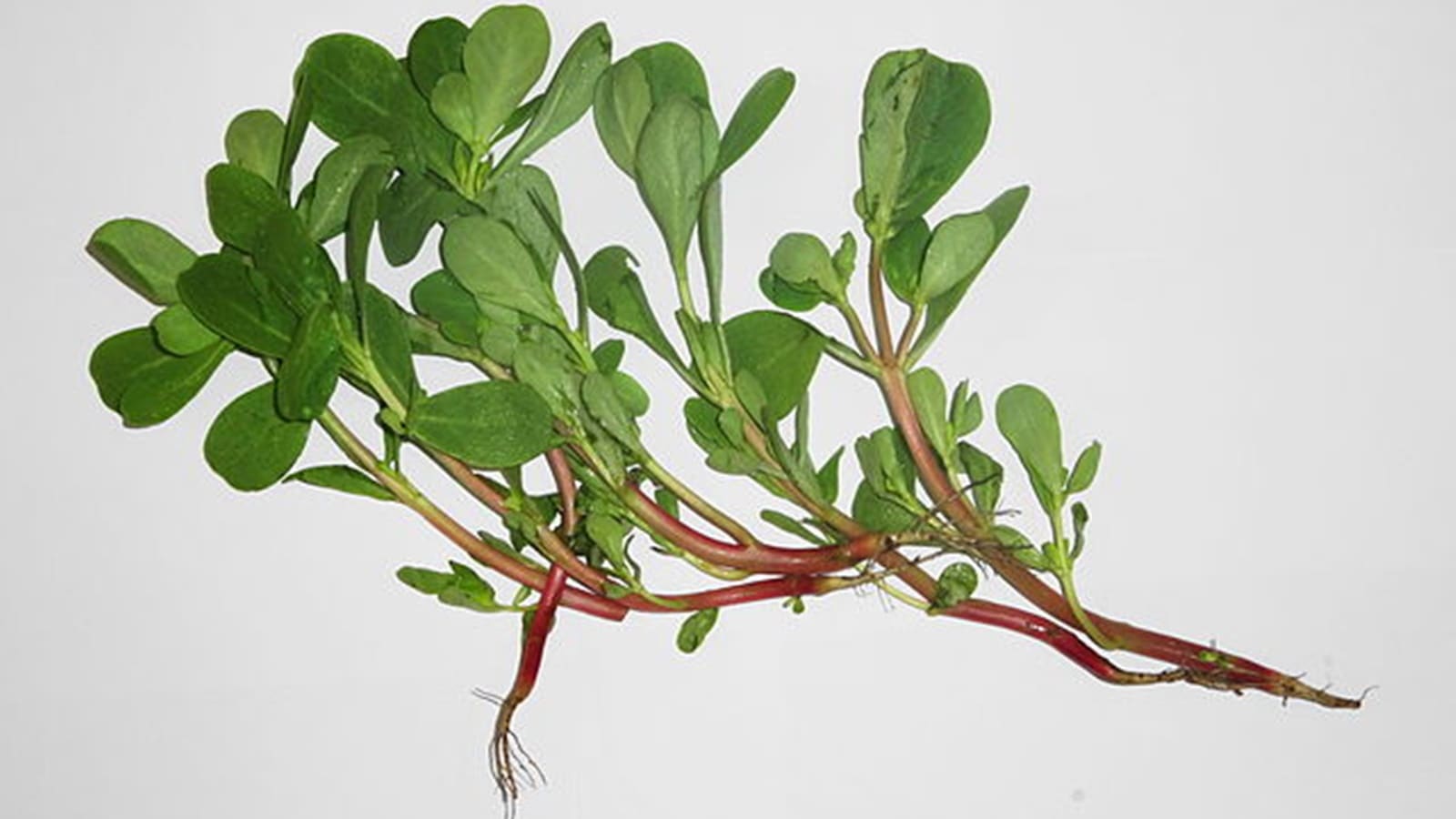 Beat the summer heat with green-leafy vegetable kulfa or purslane ...