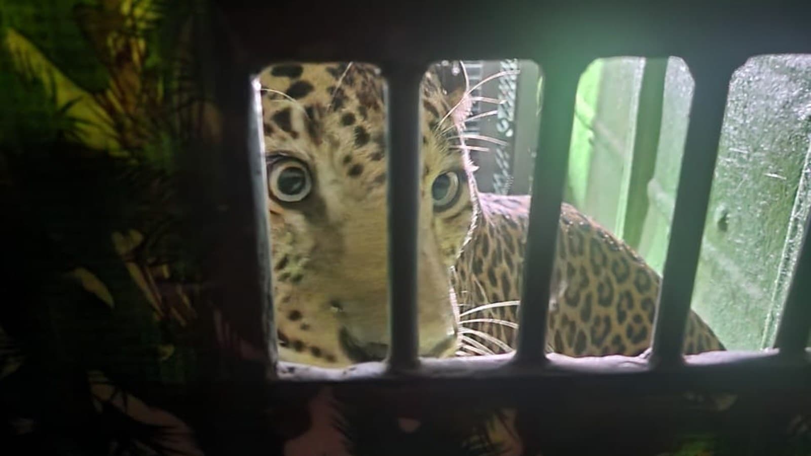 Sachin-the-leopard rescued as 36-hour non-stop operation at Pune zoo ...