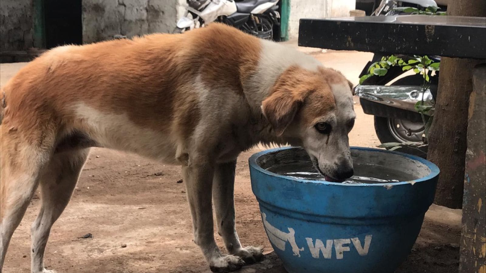 Water For Voiceless: How this movement ensures clean drinking water for ...