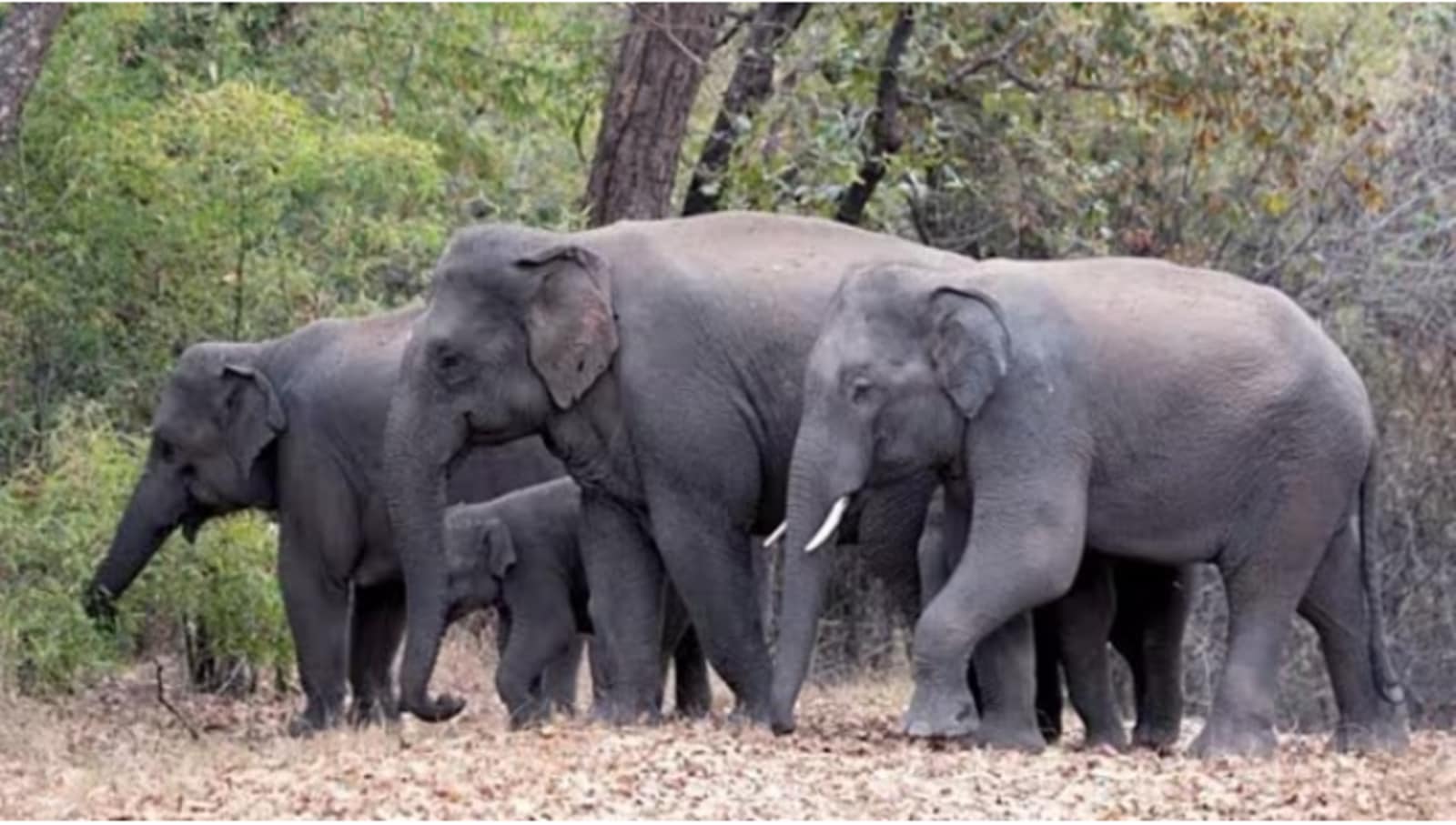 Why Kerala government is wrong in declaring human-animal conflict an ...