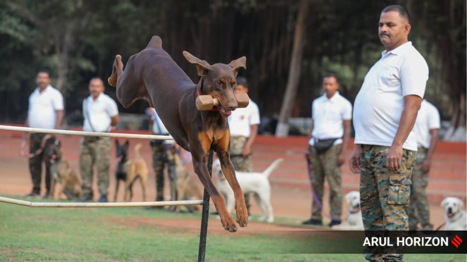 Doberman Police Dog Poulsbo Reintroducing K 9 Program To Enhance Drug