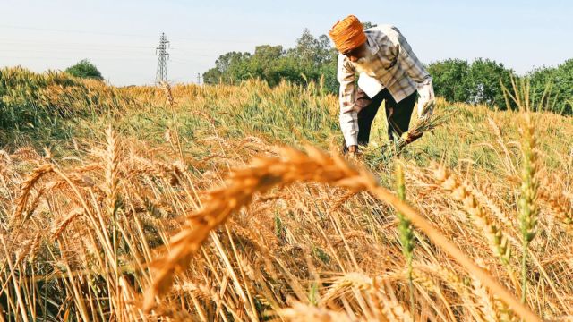 11 ‘corporate’ silos in 9 Punjab districts declared wheat procurement ...