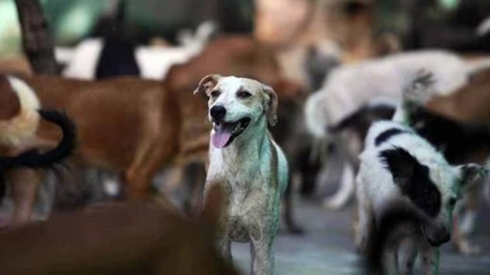 Govt issues rules for municipal bodies to check stray dog menace ...