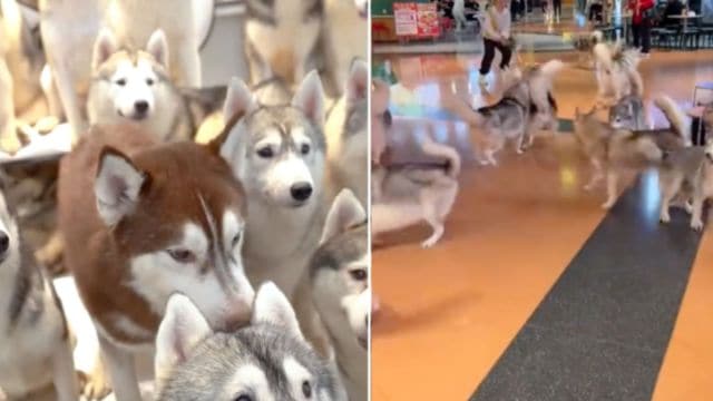 Watch: 100 huskies brew up chaos at a mall in China after they escape ...