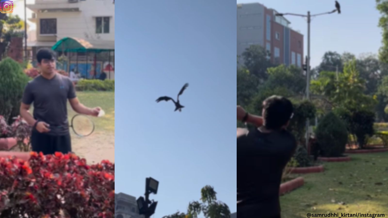 Watch: Video of an eagle ‘playing badminton’ goes viral, netizens dub ...