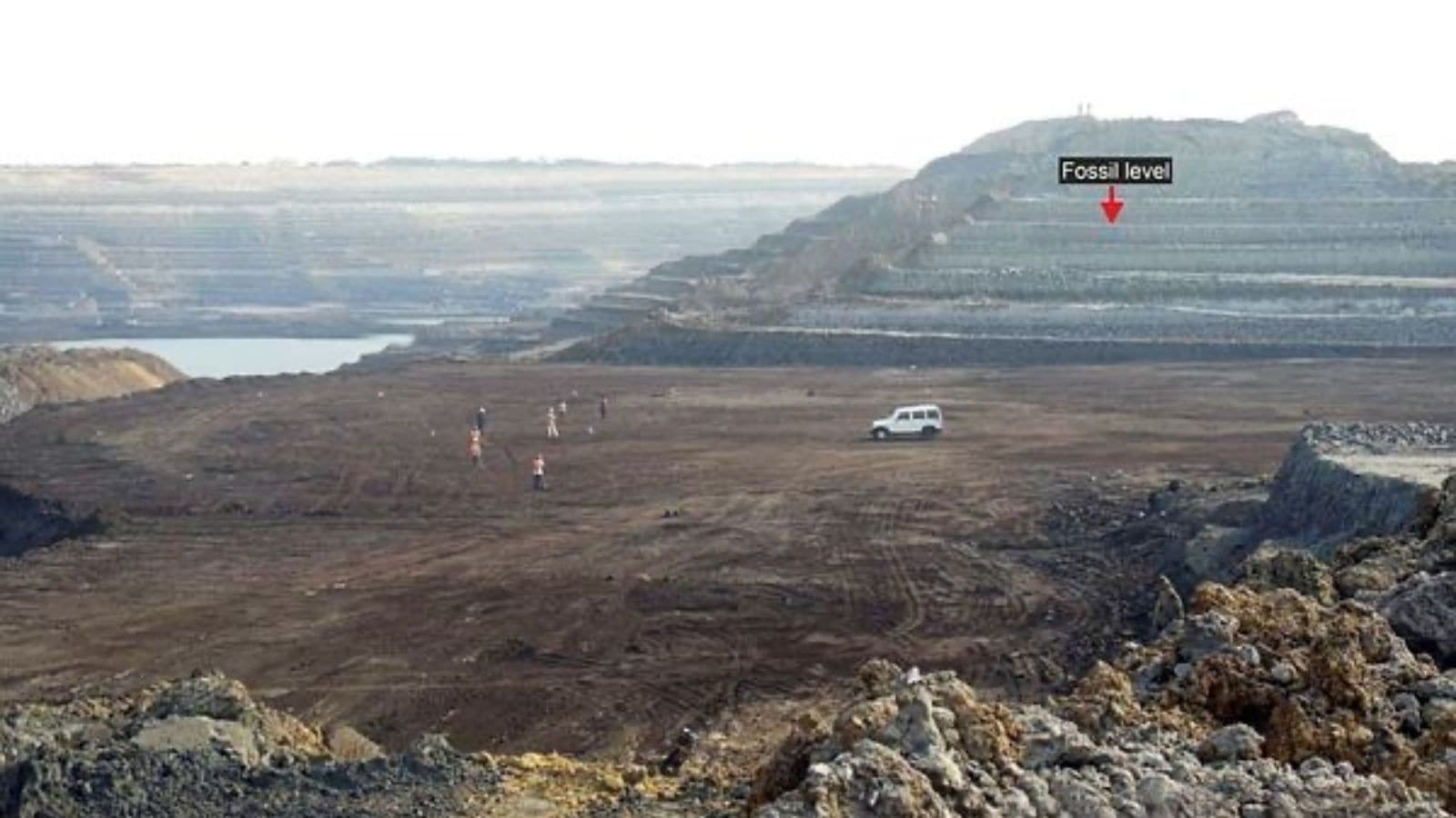 Fossils of possibly largest snake to have ever lived found in Kutch ...