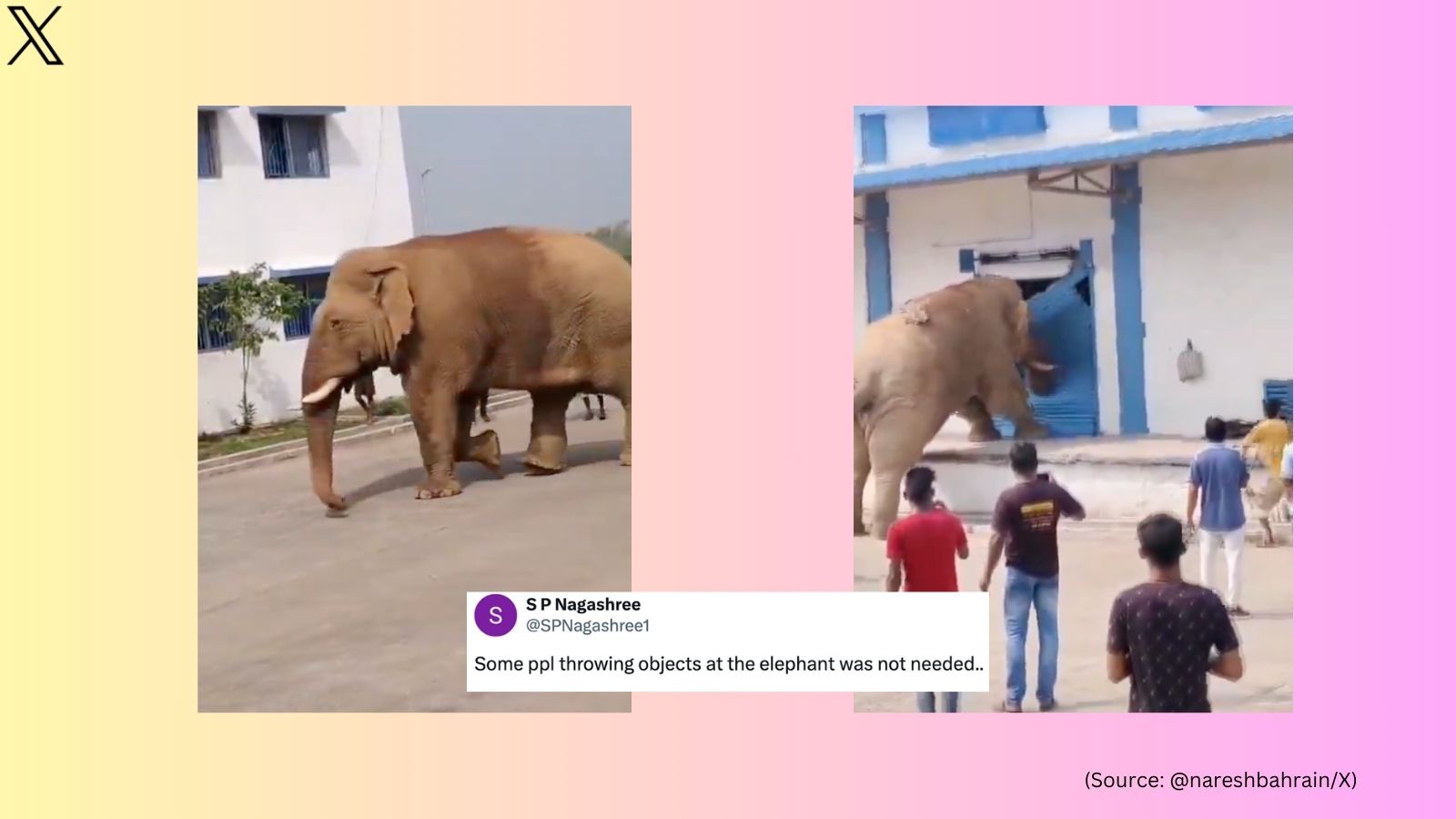 Watch: Elephant breaks open godown shutter, feasts on sack of grains ...