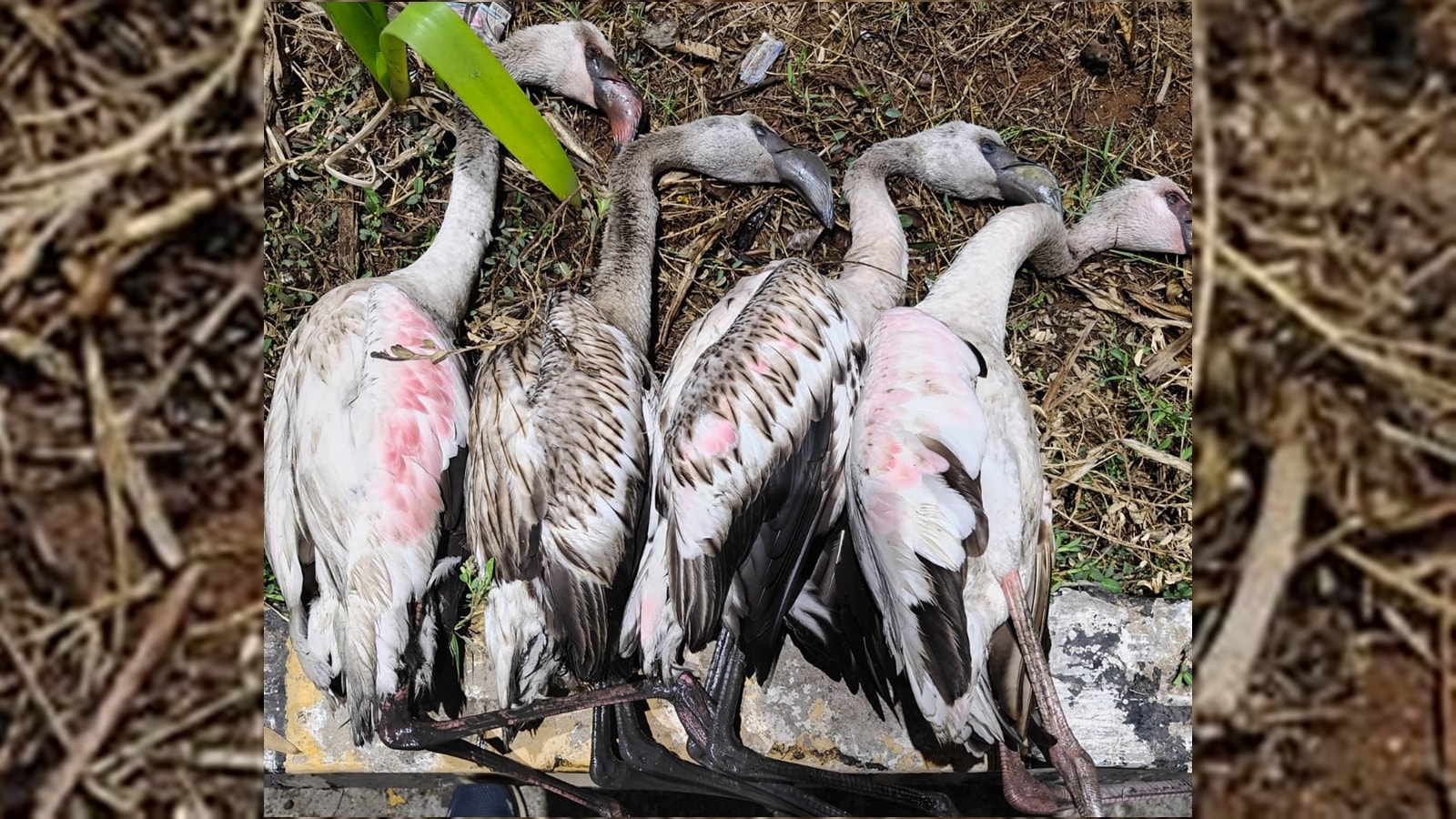 7 flamingos spotted near DPS Lake Wetland killed, activists blame CIDCO ...