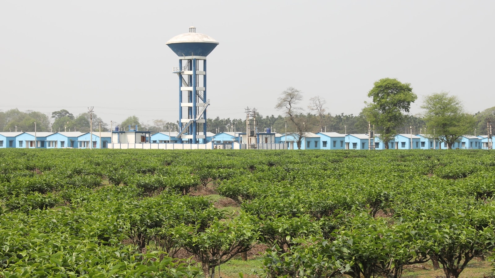 In Bengal’s tea belt an unsavoury brew — lack of jobs, land issues and ...