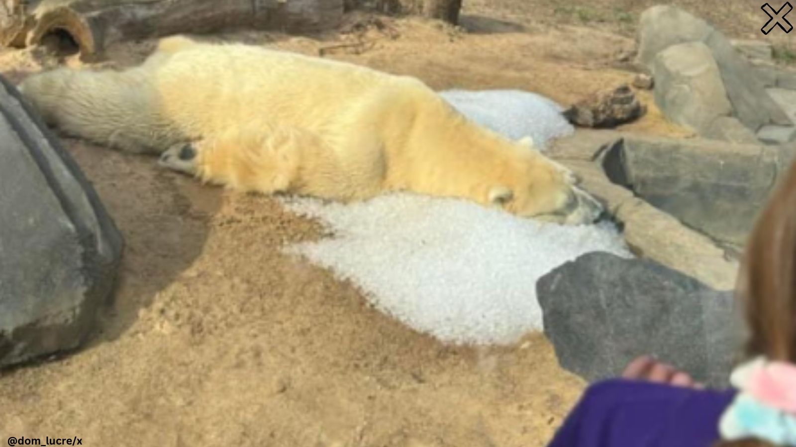 Saint Louis Zoo responds to viral photo of polar bear on ice, calls ...