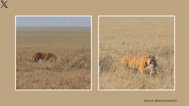 Watch: Tiger smells and hunts down fawn hiding in grass, video goes ...