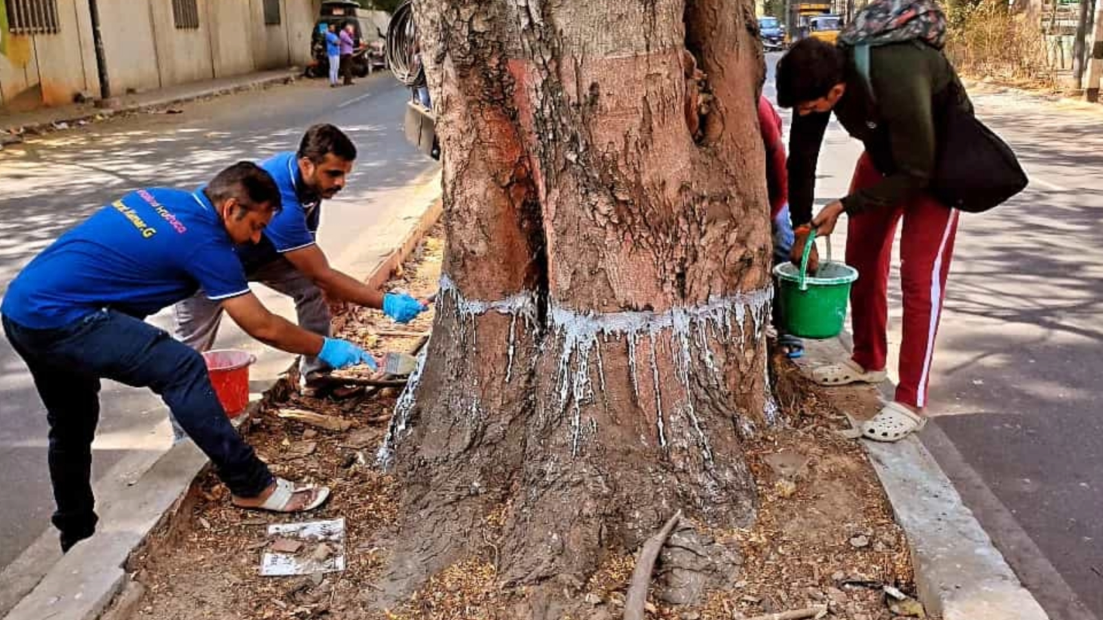 Campaign launched to increase lifespan of Bengaluru trees | Bangalore ...