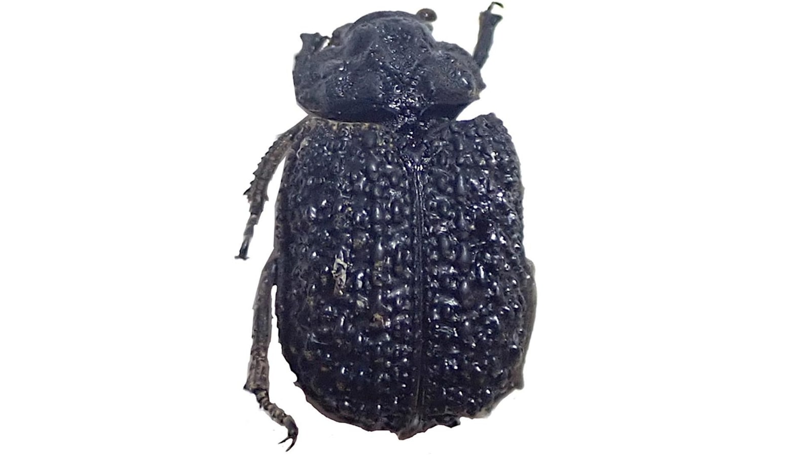 Pune scientist discovers beetle species, helps detect time of death ...