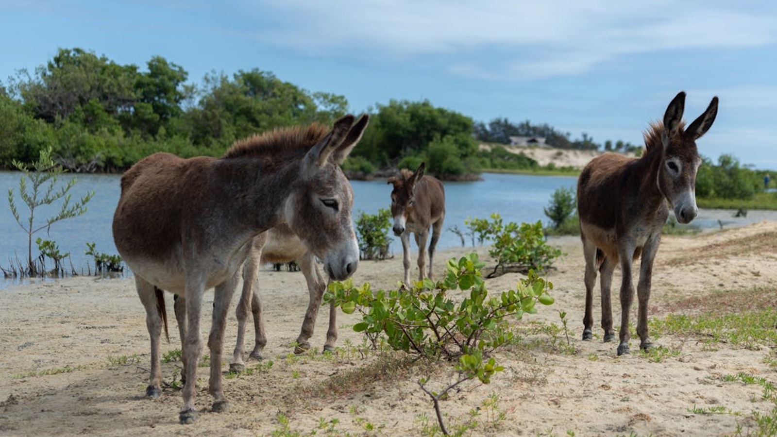 Do experts recommend donkey milk to diabetics?
