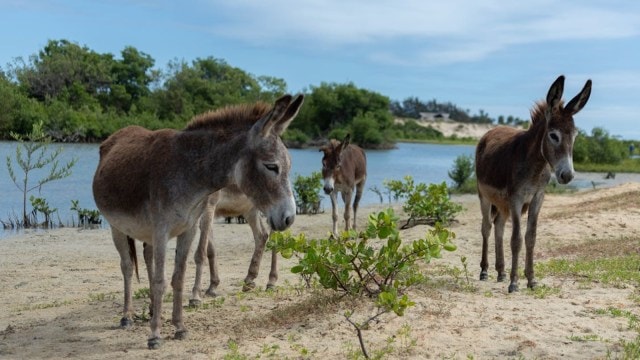 Do experts recommend donkey milk to diabetics?