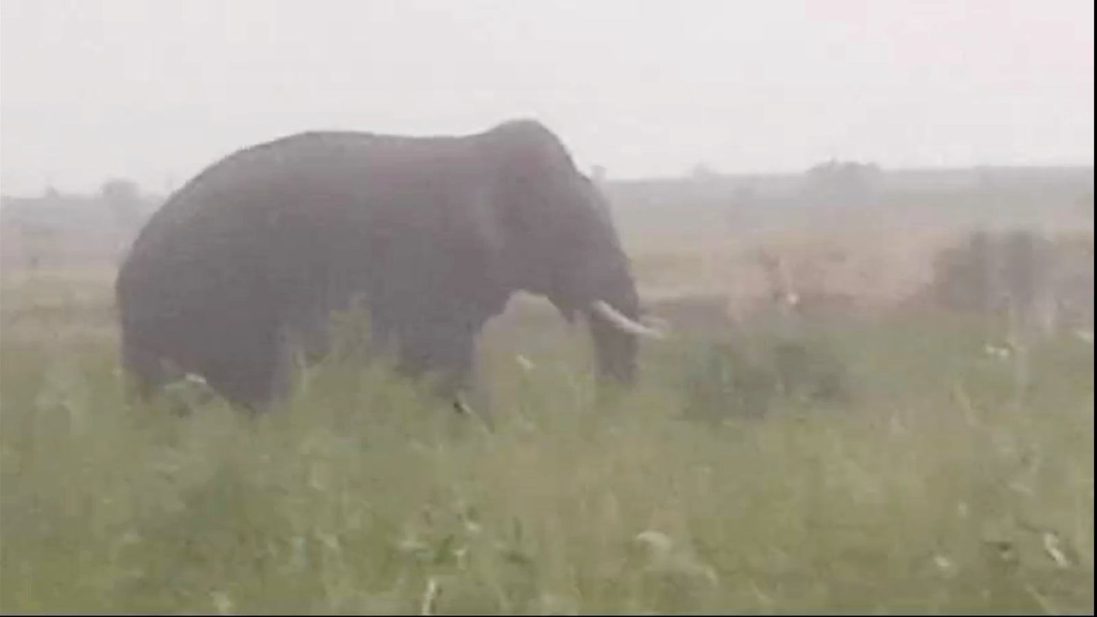 Elephant wanders into Telangana from Maharashtra, kills 2 farmers in ...