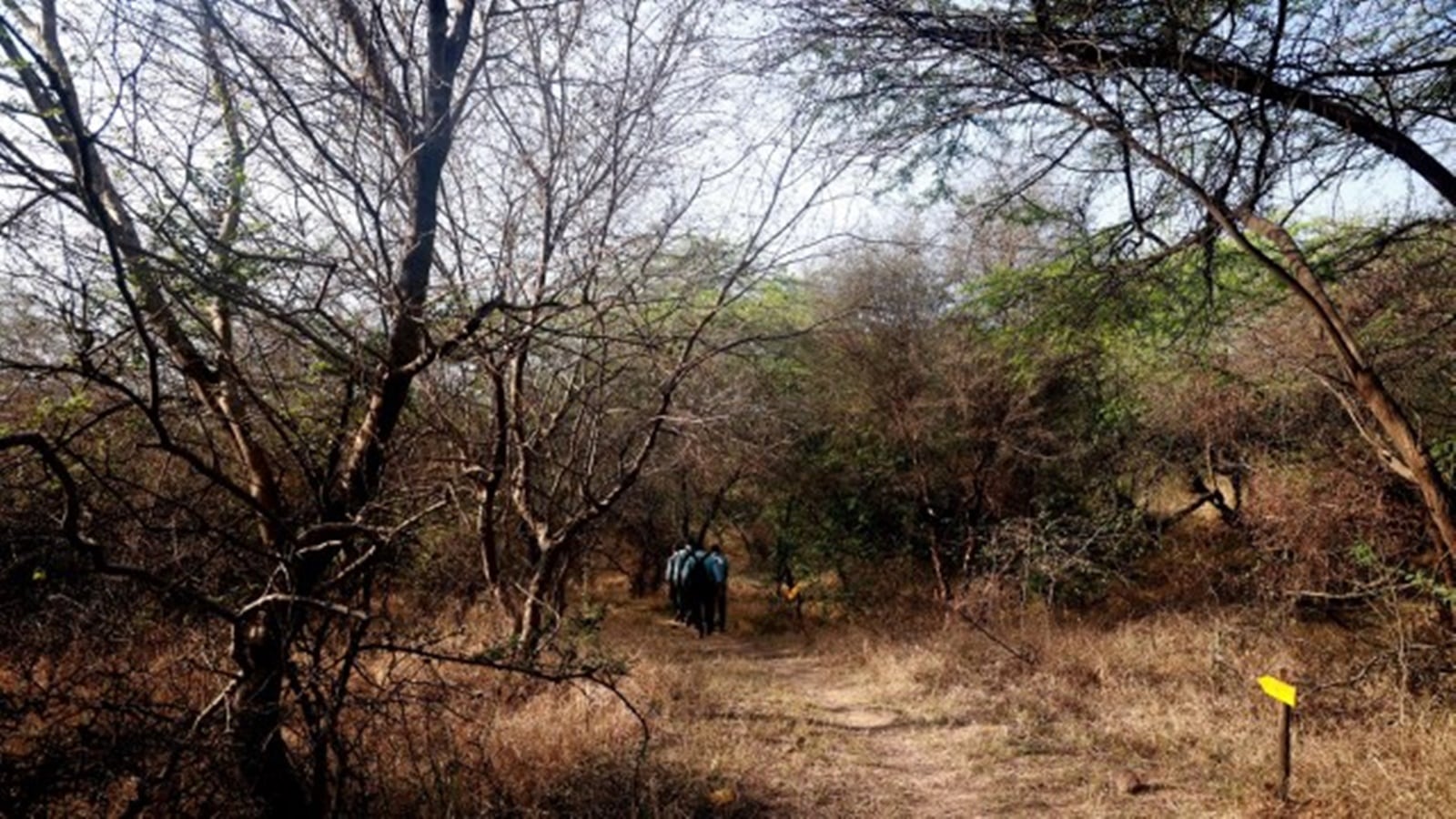 India lost 2.33 million hectares of tree cover since 2000: Global ...