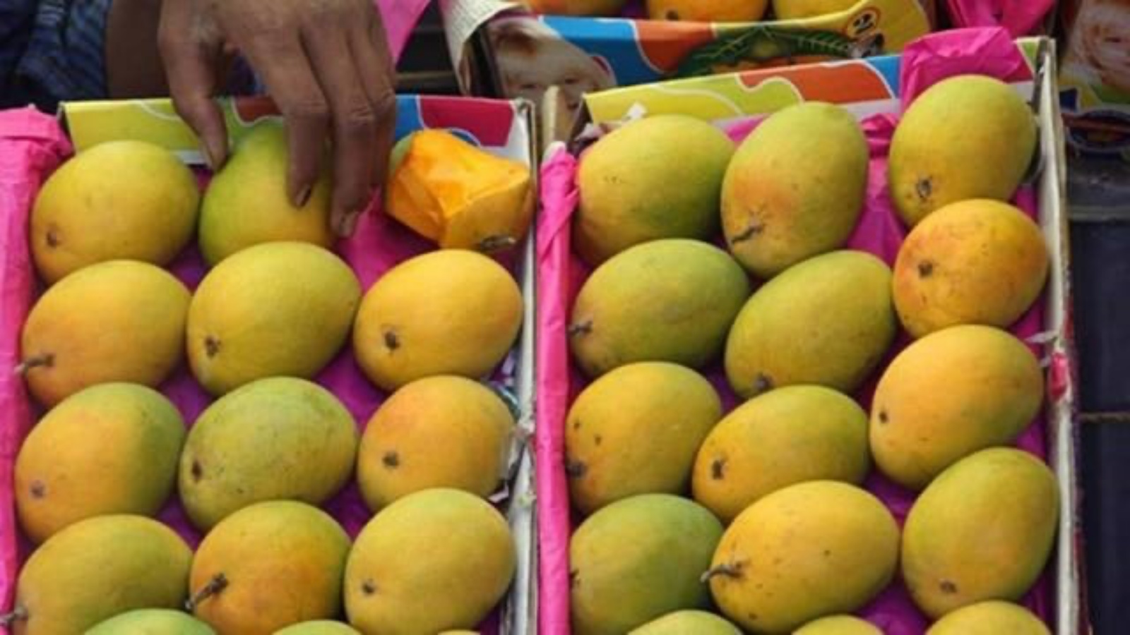 This season, Maharashtra aims to export 5,000 tonnes of mangoes to US ...