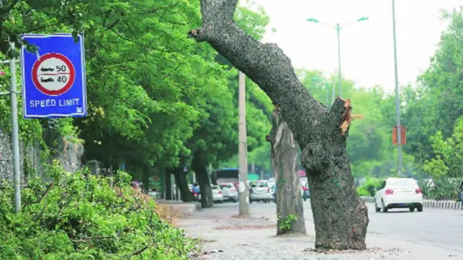 382 trees to be affected to improve service road adjoining Eastern ...