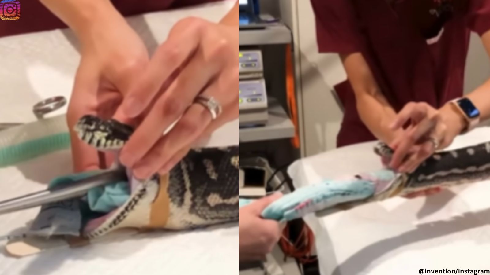 An old video showing a beach towel being pulled from a python’s stomach ...
