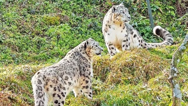 Snow leopards ‘indicator species’: Expert | Ahmedabad News - The Indian ...