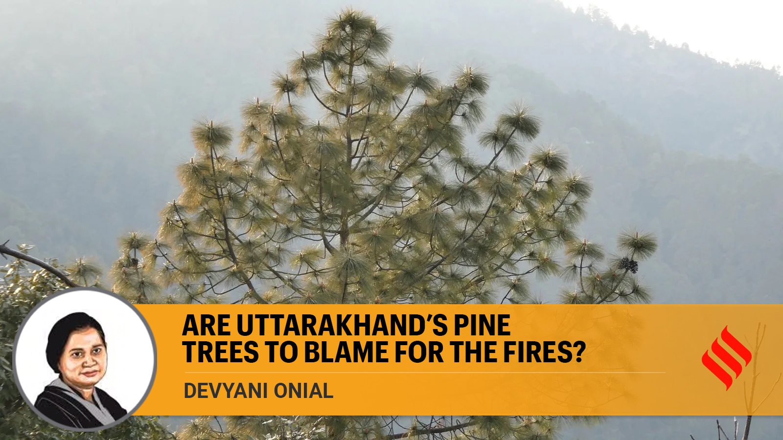 History Headline: Are Uttarakhand’s pine trees to blame for the fires ...