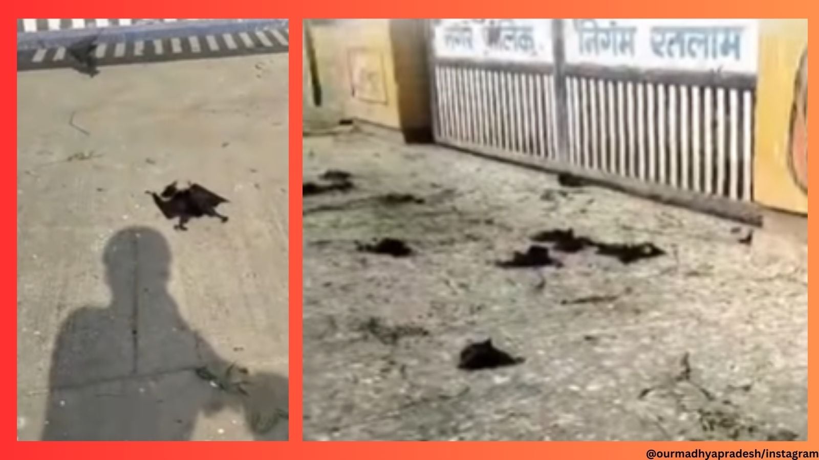 As MP districts sizzle at 46 degrees, bats, birds fall dead from trees ...