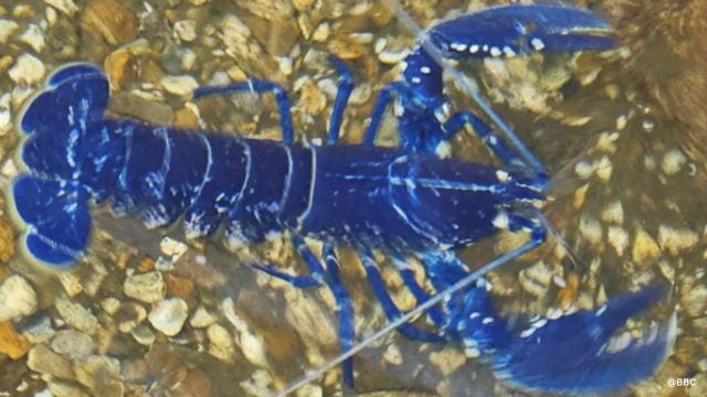 A rare find: Blue lobster washed up on Cornwall coast in the UK ...