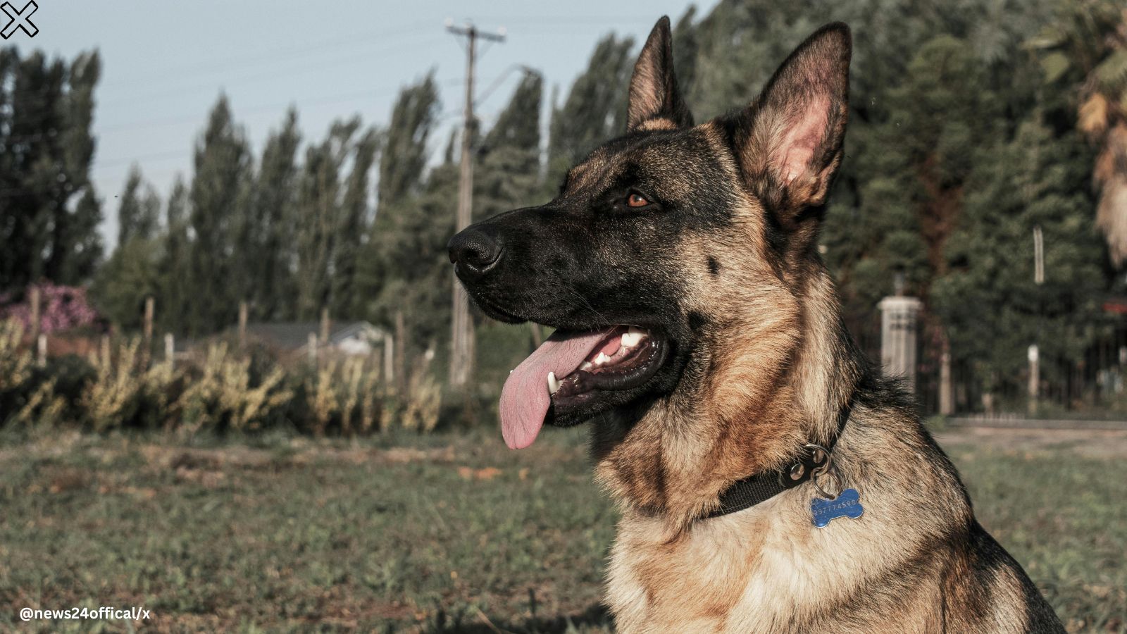 Uttar Pradesh judge accuses neighbour of snatching pet dog, files ...